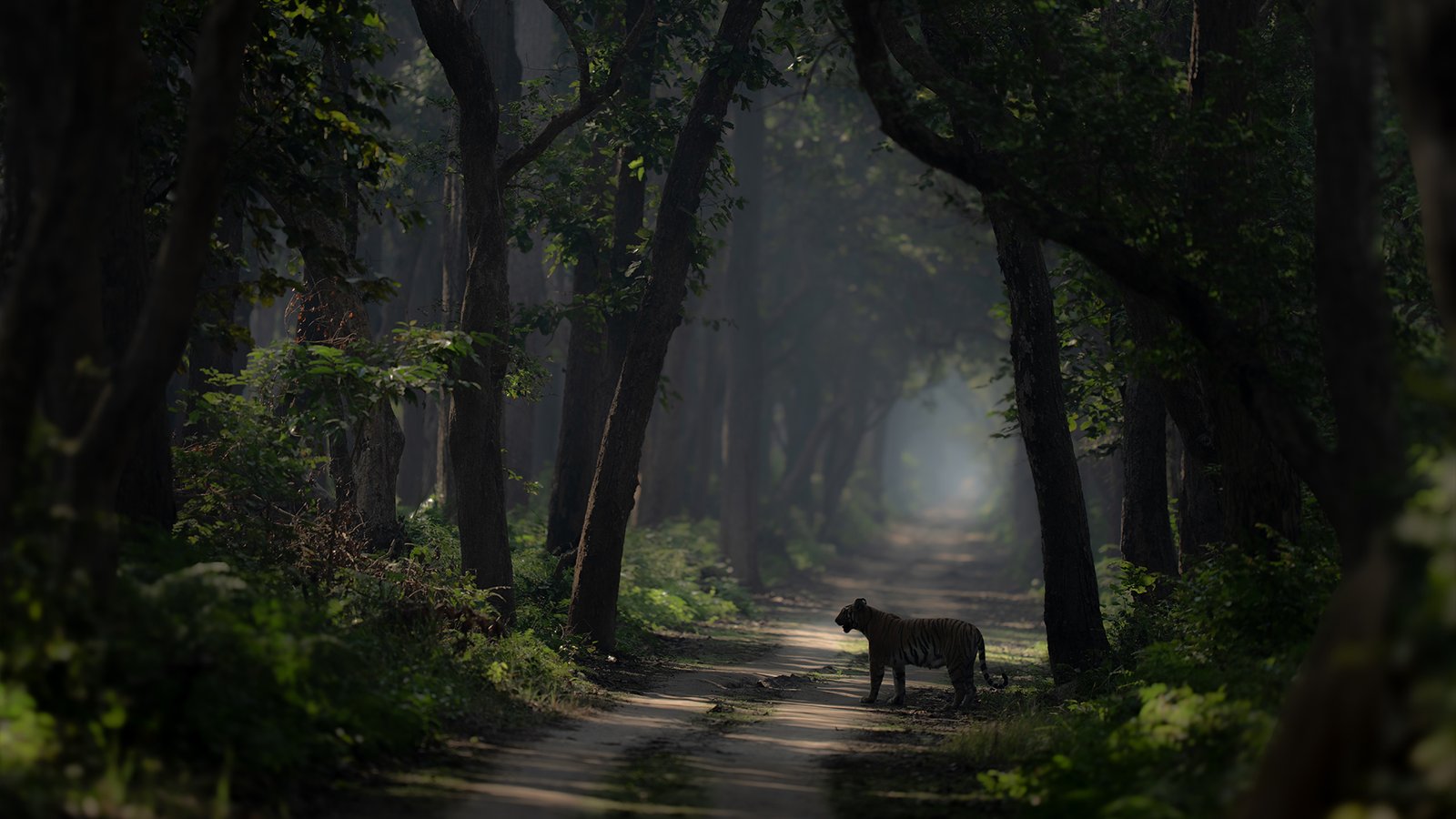 Small Group Wildlife Tours in India - Why They’re the Best Way to See ...