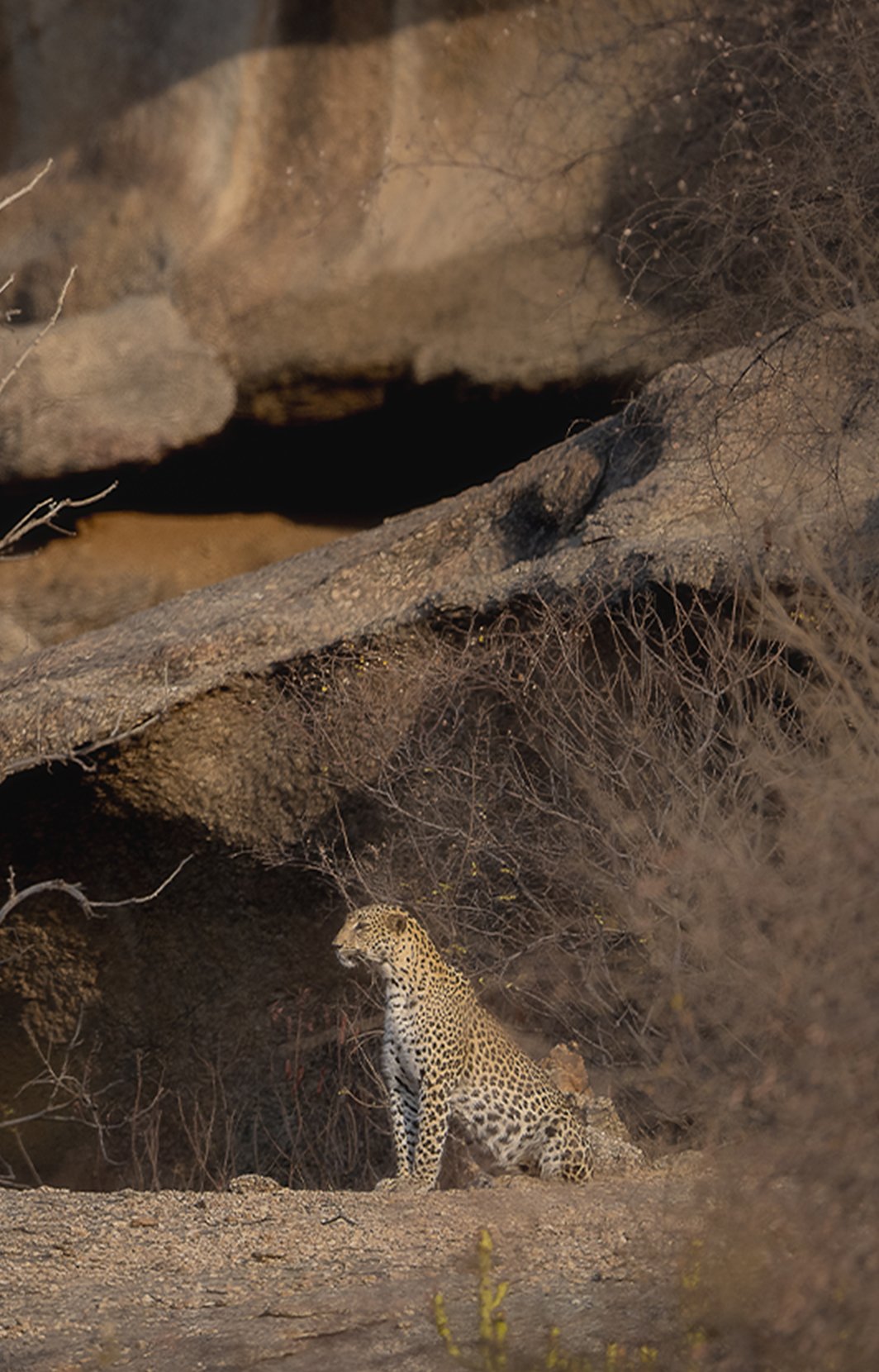Jawai Leopard Reserve - Ethical Wildlife