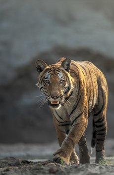The Terai Tiger Escape: Dudhwa Edition - Ethical Wildlife